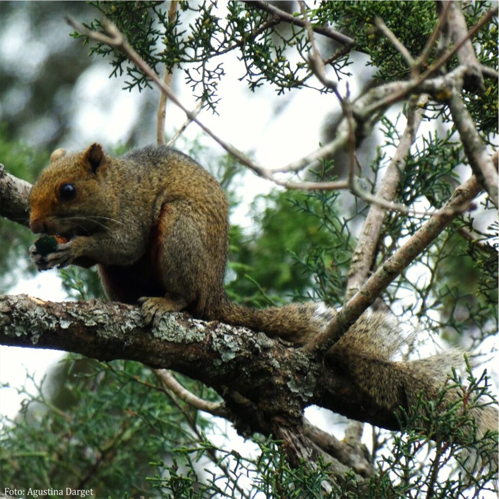 Ateneos en el Museo Ameghino: las ardillas introducidas en Argentina - Santa Fe Cultura